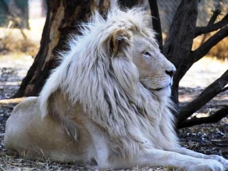 Curiosidades del Mundo: Fotos increíbles de animales asombrosos.