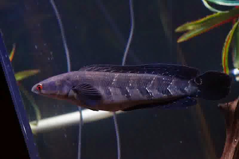 AquaCorner: Channa Maruliodes (Emperor Snakehead)