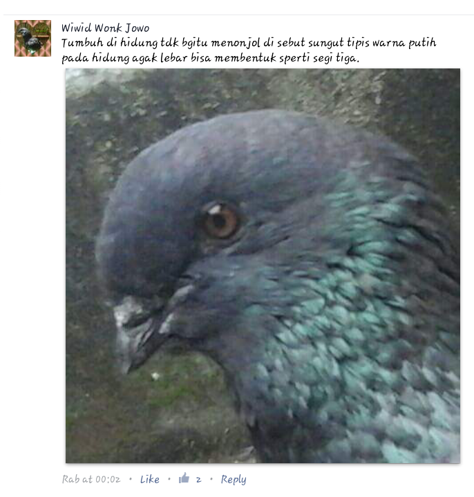 Jawara Sungut Farm (Merpati jawa sungut): KELEBIHAN MERPATI JAWA SUNGUT