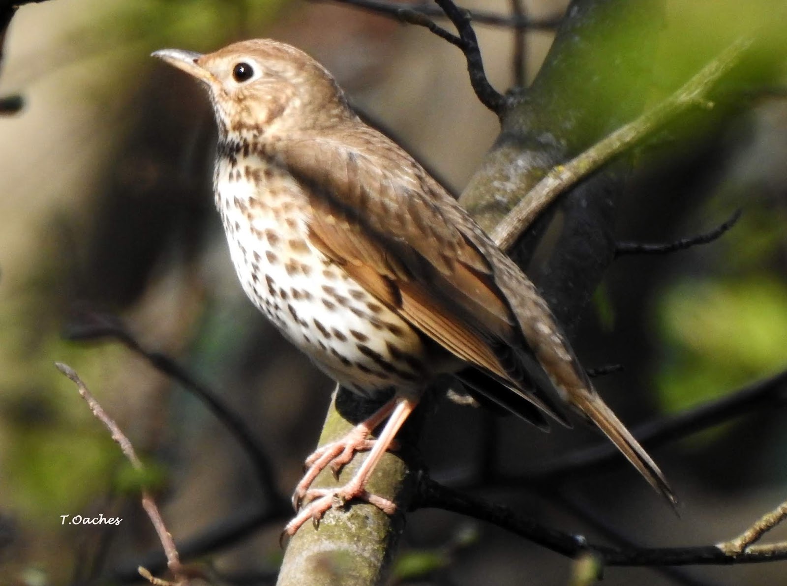 PASARI DIN ROMANIA: STURZ CANTATOR, Turdus philomelos