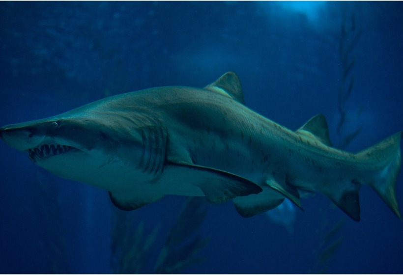 ESPECIALIDADE DE TUBARÕES