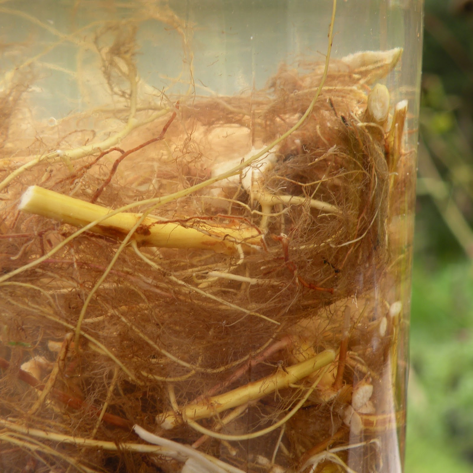 When Weeds Whisper: Urtica dioica radix - Nettles Root
