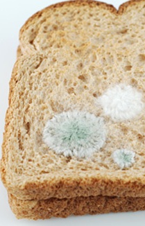 FOOD SAFETY: Mold growth in food products