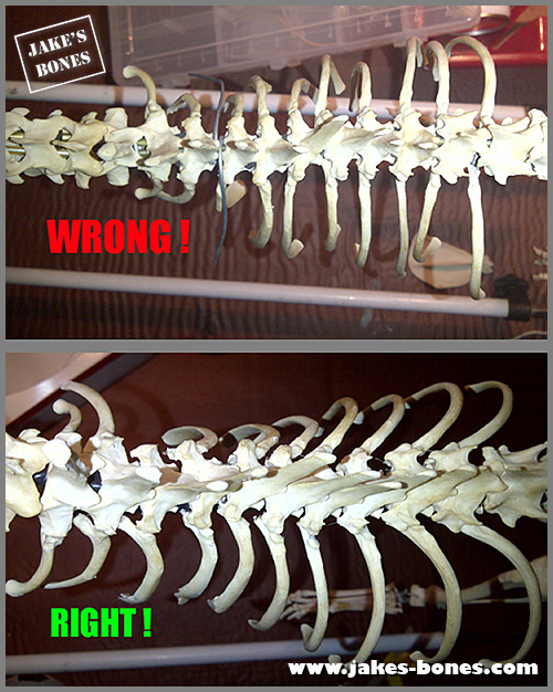 How to rearticulate a fox skeleton: part two : Jake's Bones