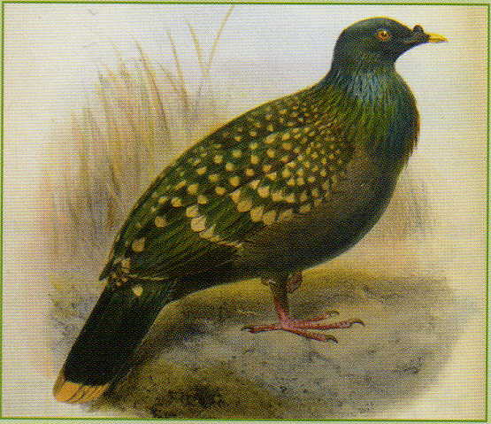 RAMBLES FROM MY CHAIR: The Liverpool Pigeon