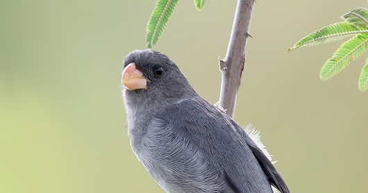 Exóticos e Silvestres: Papa-Capim Cinza (Sporophila intermedia):