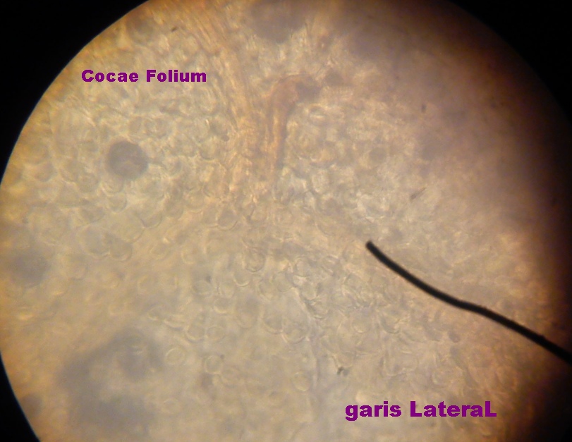 Praktikum Farmakognosi: Gambar