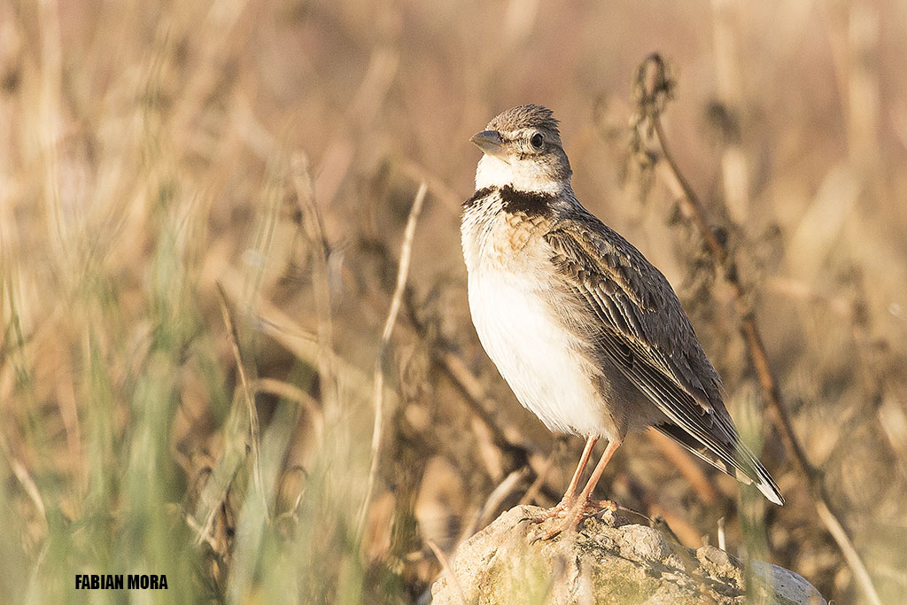 FOTO DE NATURALEZA FABIAN - MORA: Calandria común (Melanocorypha calandra)