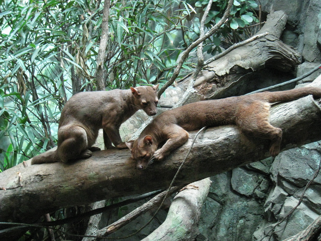 El ojo del buitre: Civeta de Madagascar (Fossa fosana)