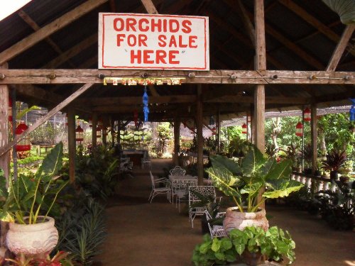Make It Davao: Yuhico Orchid Garden