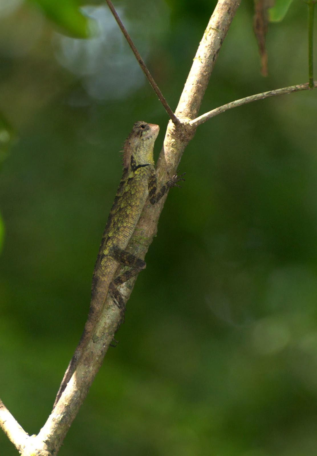 VISWANATH S: SEETHANADI-HEBRI-2013