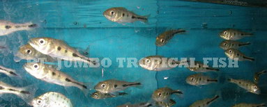 PT. Jumbo Tropical Fish