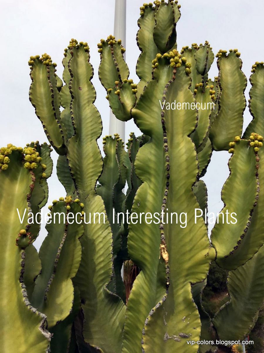 Vademecum Interesting Plants: Euphorbia candelabrum - Wilczomlecz ...