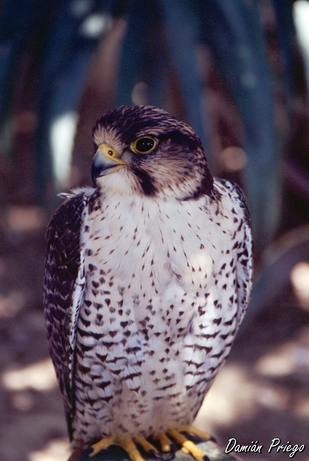 MIRADAS DE ENCANTO : Aves