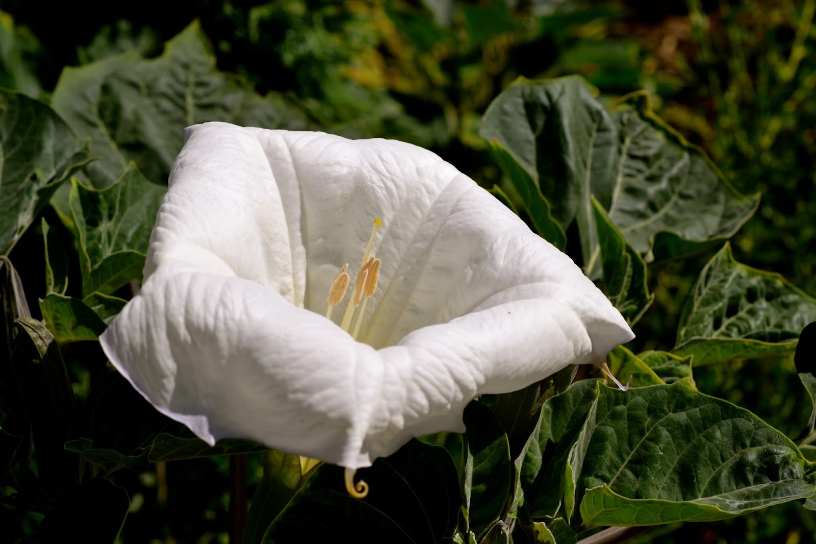 Bonney Lassie: Some Florid Prose. Pictures Too.