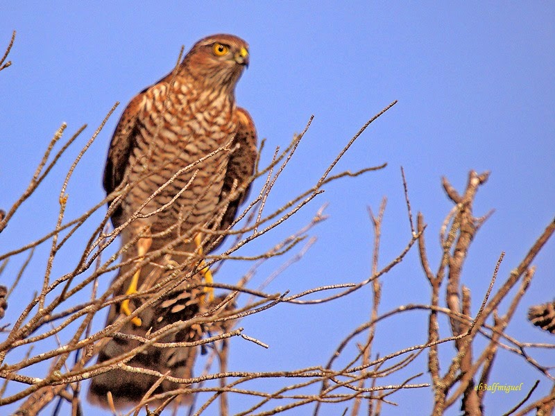 MIS AMIGAS LAS AVES: Gavilán común (Accipiter nisus)