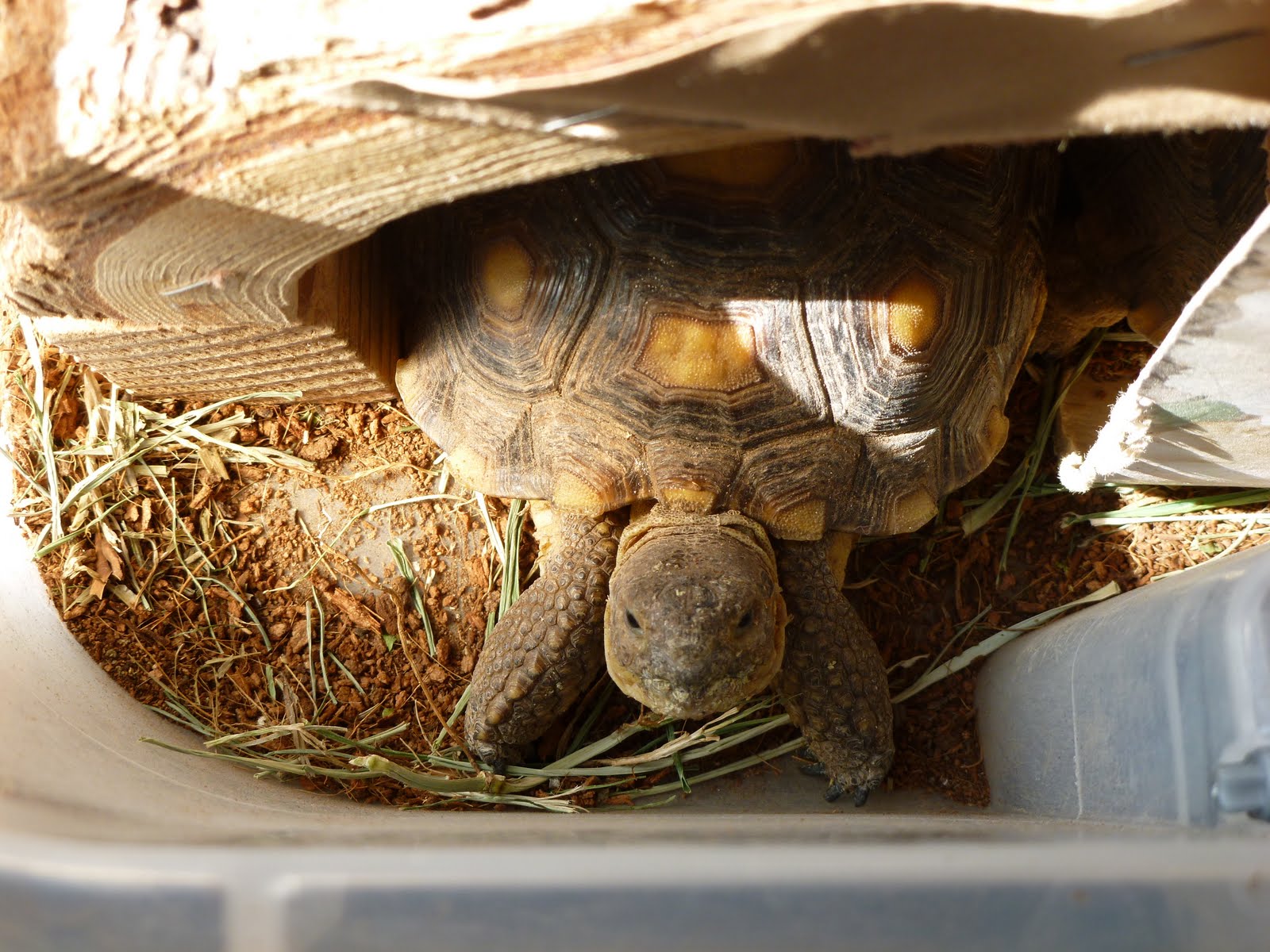 Hobby Gather-er: My lovely Turtles