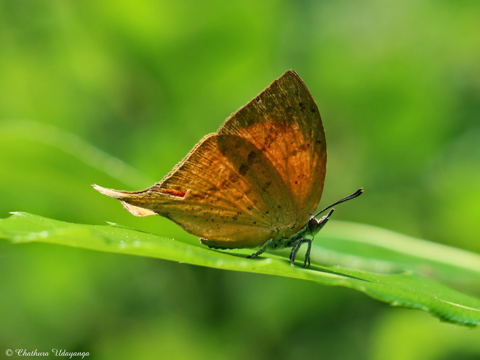 Nature Of Srilanka: Yamfly (Loxura atymnus arcuata) - කදල සමනලයා