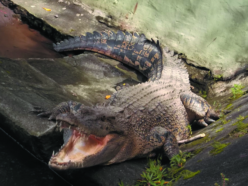 Mengenal Buaya Muara, Buaya terbesar dan Terganas di Dunia | Fauna Gue
