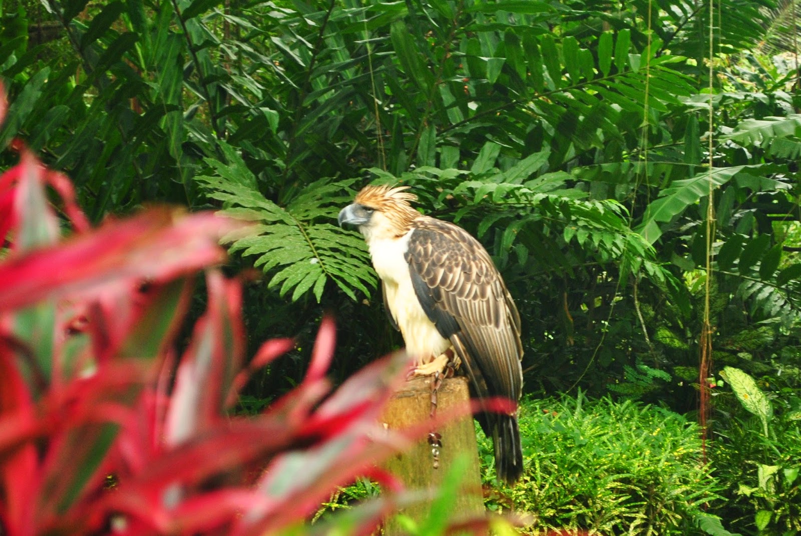Backpacking Pilipinas: Inside the Philippine Eagle Center in Davao City