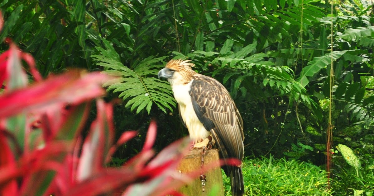 Backpacking Pilipinas: Inside the Philippine Eagle Center in Davao City