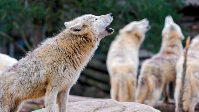 White Wolf : A wolf howl is the ultimate sign of respect (if you're a wolf)