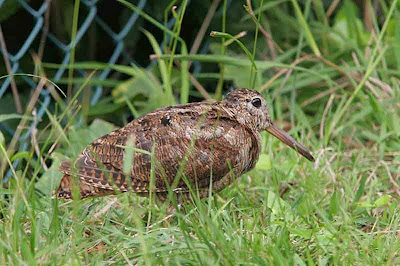 Variety of Life: Scolopacidae