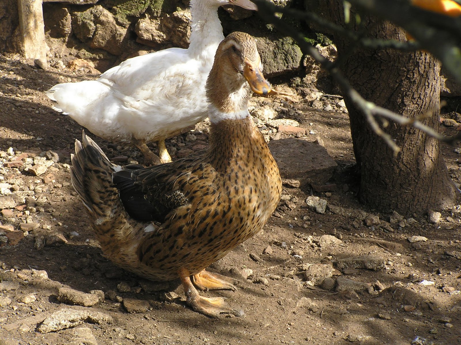 Pateo do Rouen: Marreco de Rouen