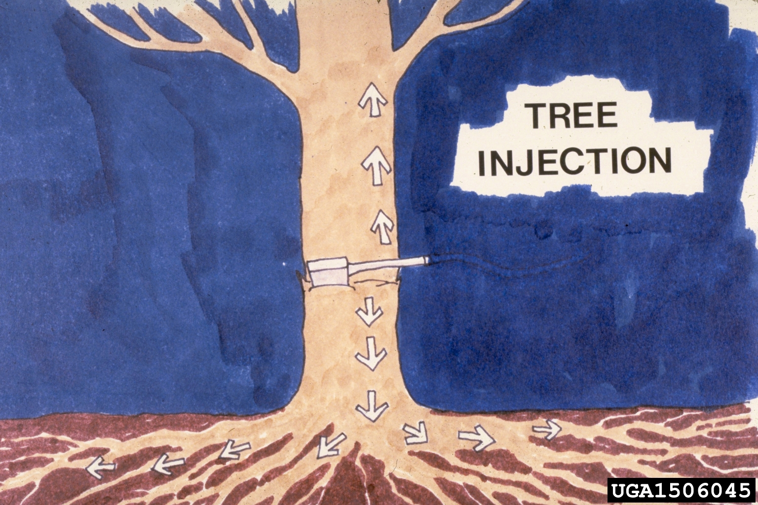 Earth and Space News: Changing Places: Tree Nutrient Movement Down ...