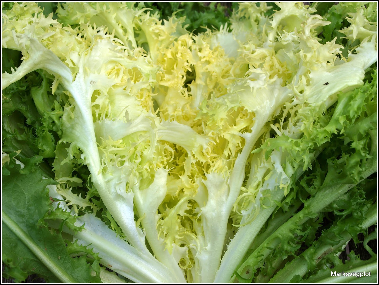 Mark's Veg Plot: Blanched Endives on the menu!