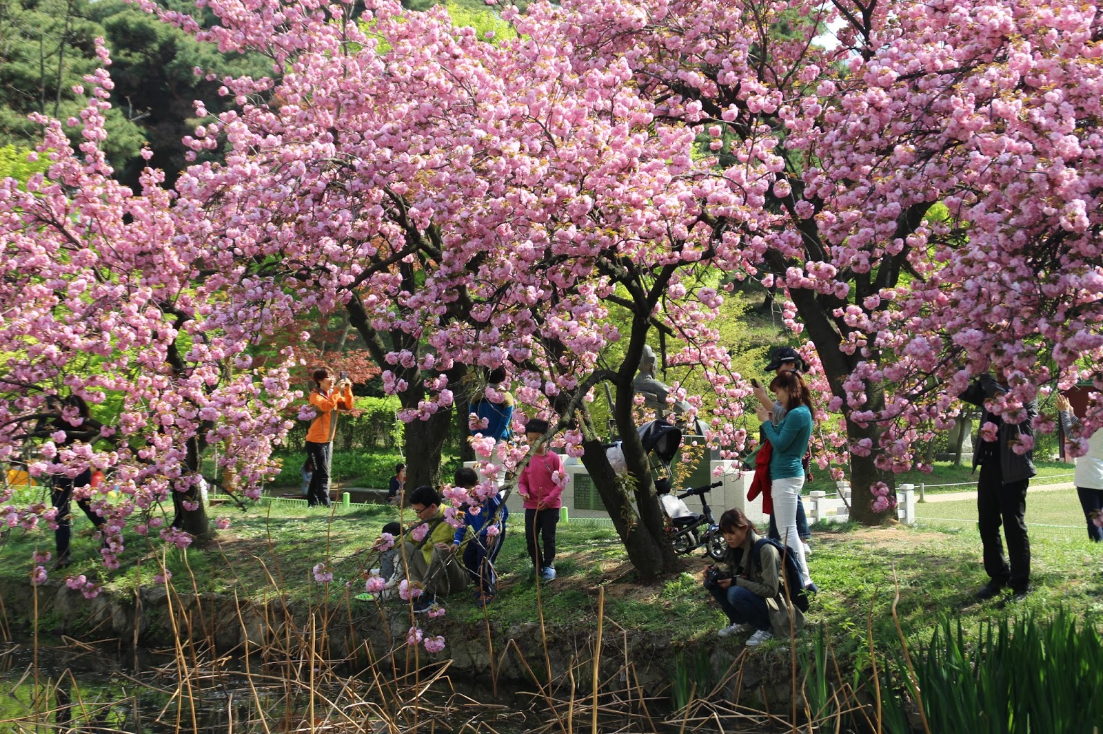 King Cherry Blossom Tunnel of Wolgok History Park With History Museum ...