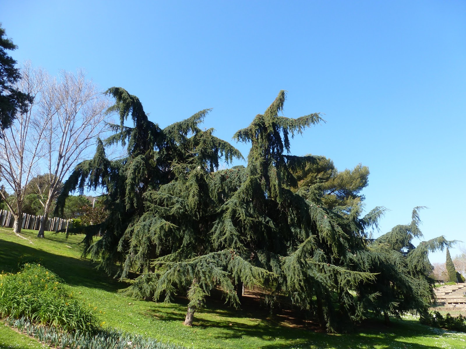 Árboles con alma: Cedro del Himalaya. Cedre. (Cedrus deodora)