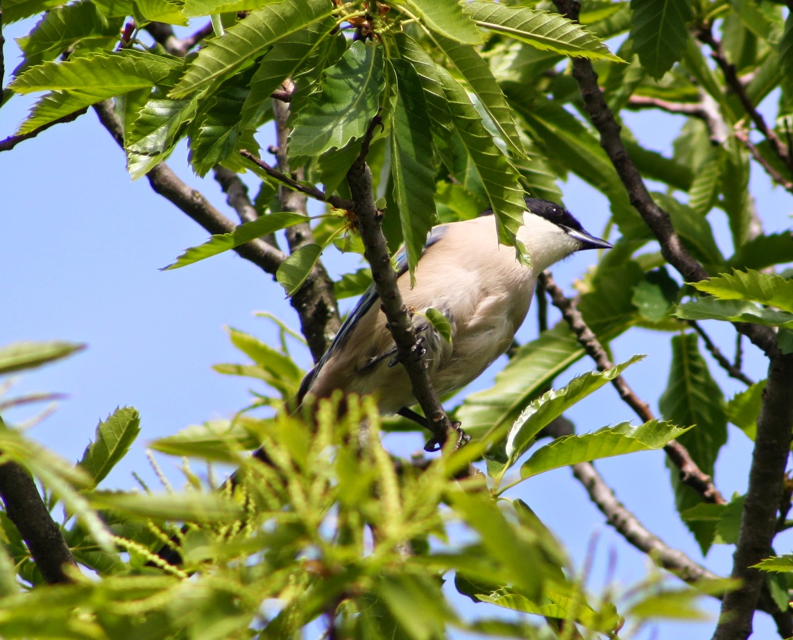 Imagens da vida animal: Pega-azul (Cyanopica cyanus)