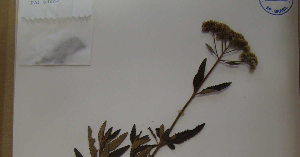 RosaBio: Reflora - Herbário Virtual