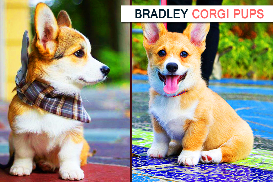 Cheap Corgi Puppies for Sale | Baby Corgis Puppies for Adoption ...