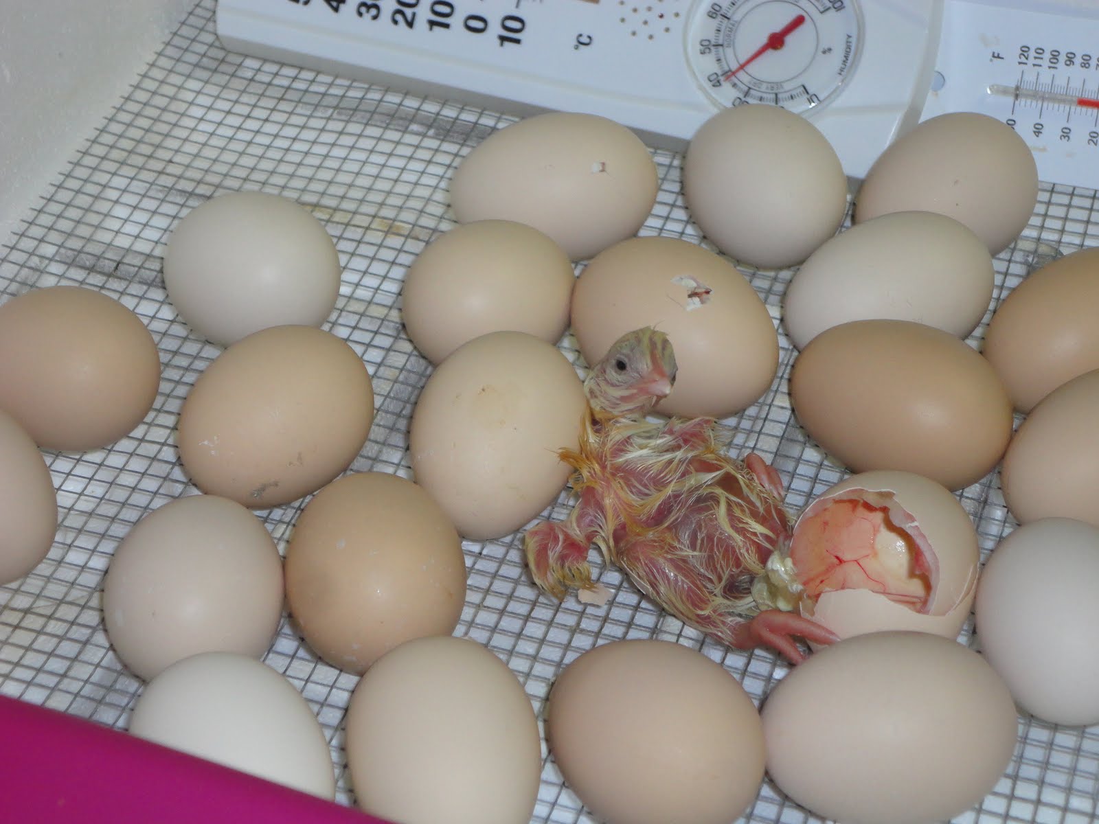 Krazy for Kindergarten Goes to 3rd!: With a chick, chick here...!