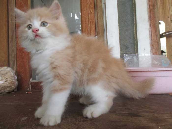 Kucing Persia Si Cantik Berhidung Pesek