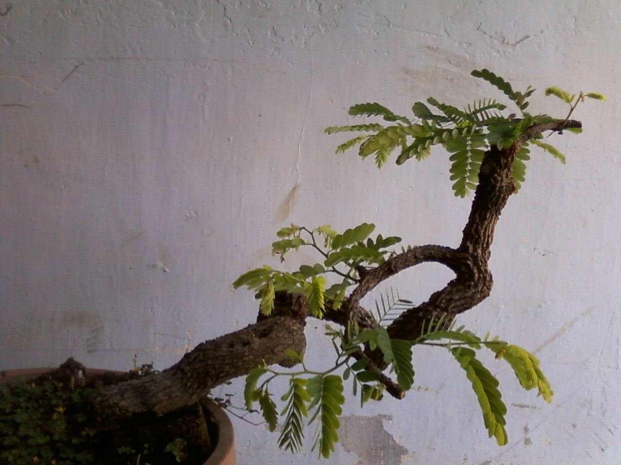 MUSTIKA AJI: Koleksi Bonsai Asem Jawa 2