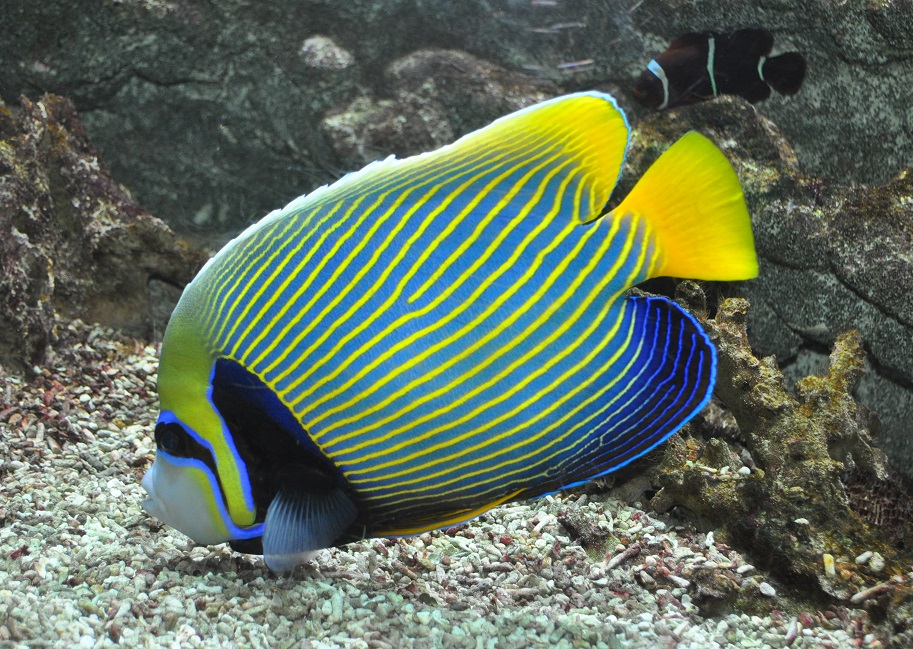 ZOOTOGRAFIANDO (6.100 ANIMALS): PEZ ÁNGEL EMPERADOR / EMPEROR ANGELFISH ...