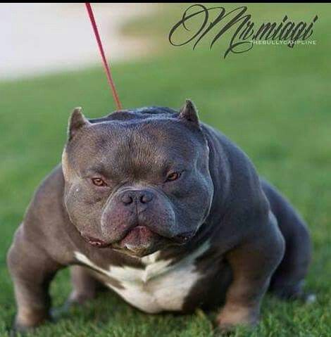 American Bully: Bully Famous