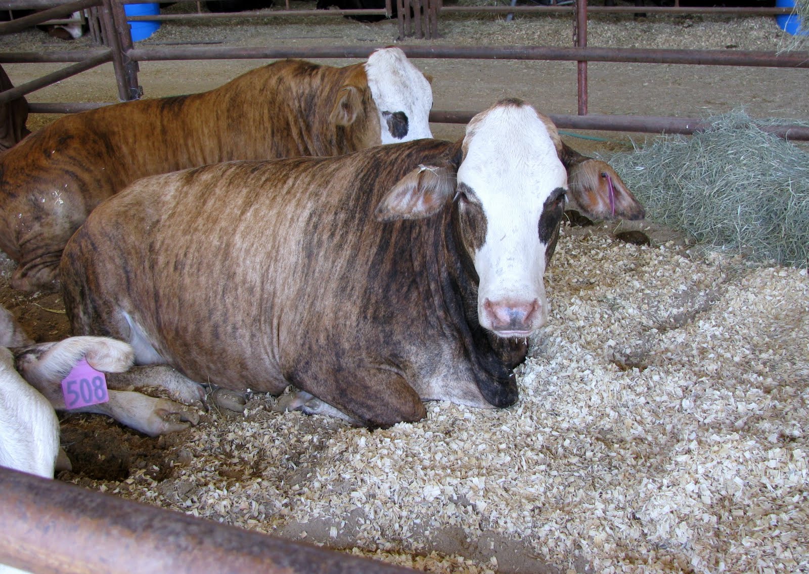 The Cannary Family: Fair day for a fair