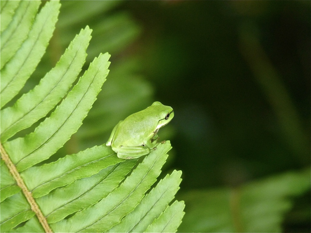 Pieces of Contentment: Cute Little Frogs