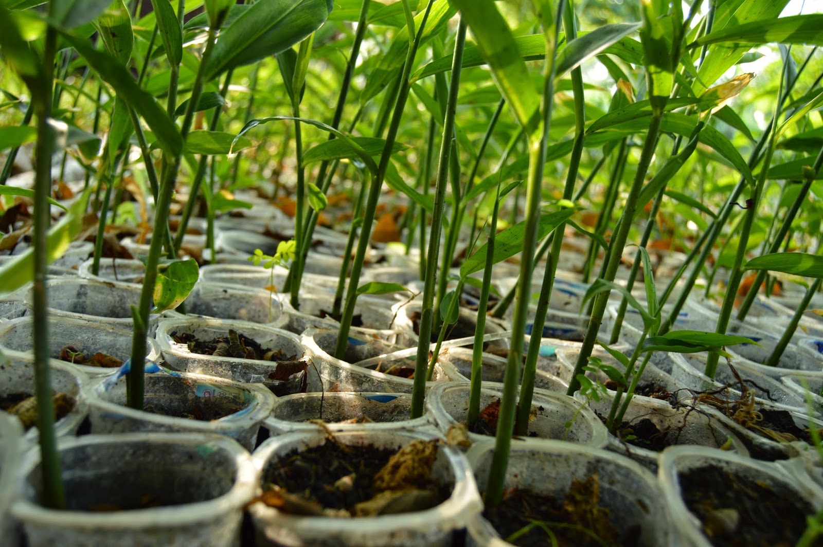 Bibit jahe merah dan gajah: BIBIT JAHE MERAH DAN GAJAH