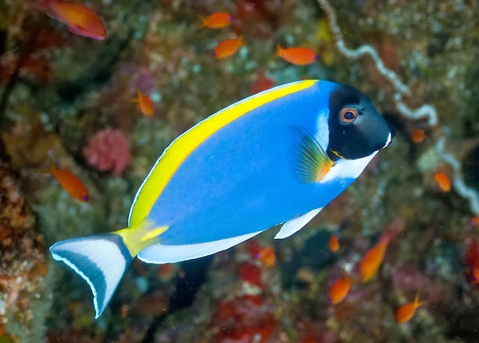Powder Blue Surgeonfish - Fishes World - HD Images & Free Photos