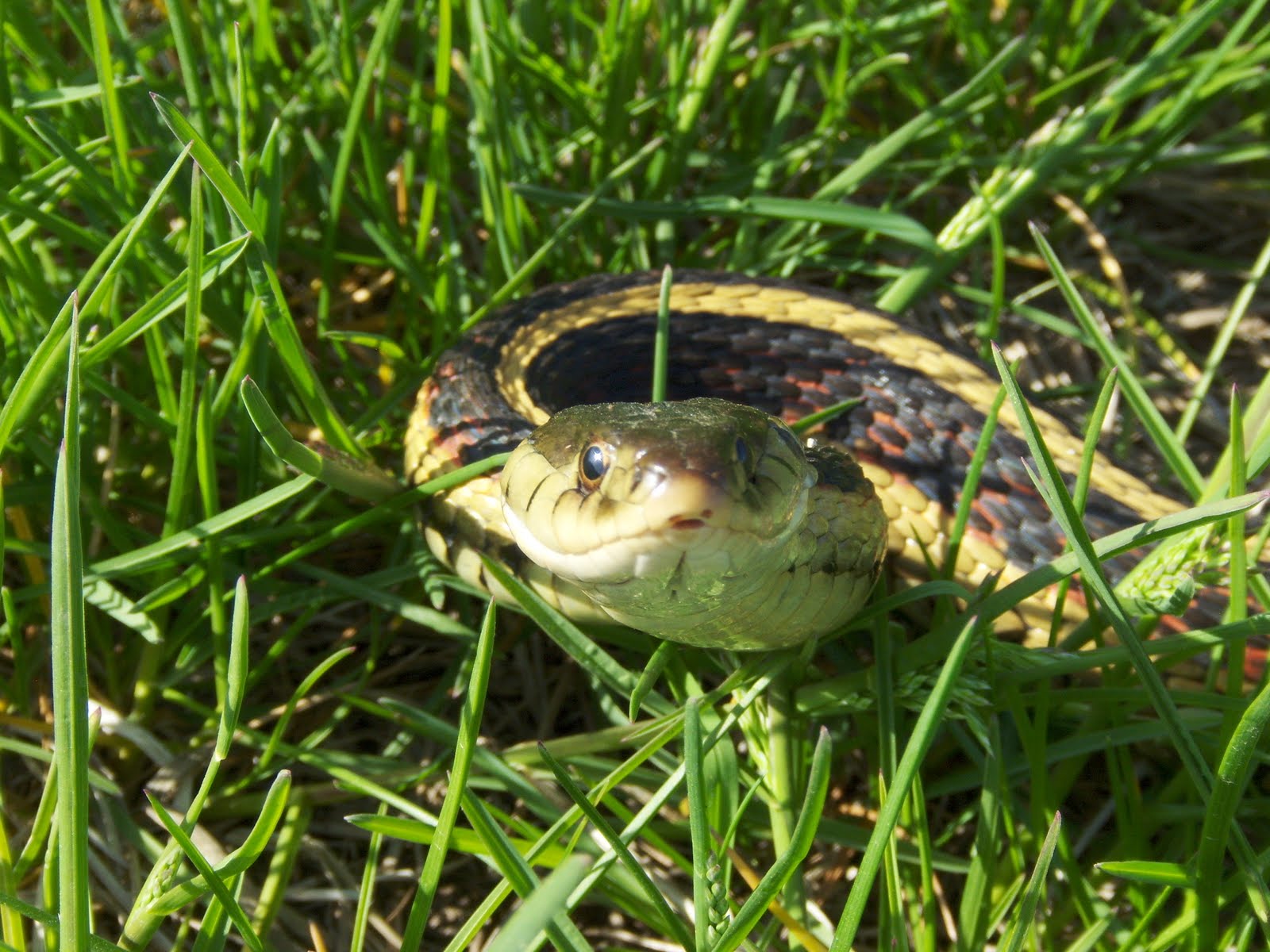 Iowa Reptiles: A large Eastern Garter Snake...