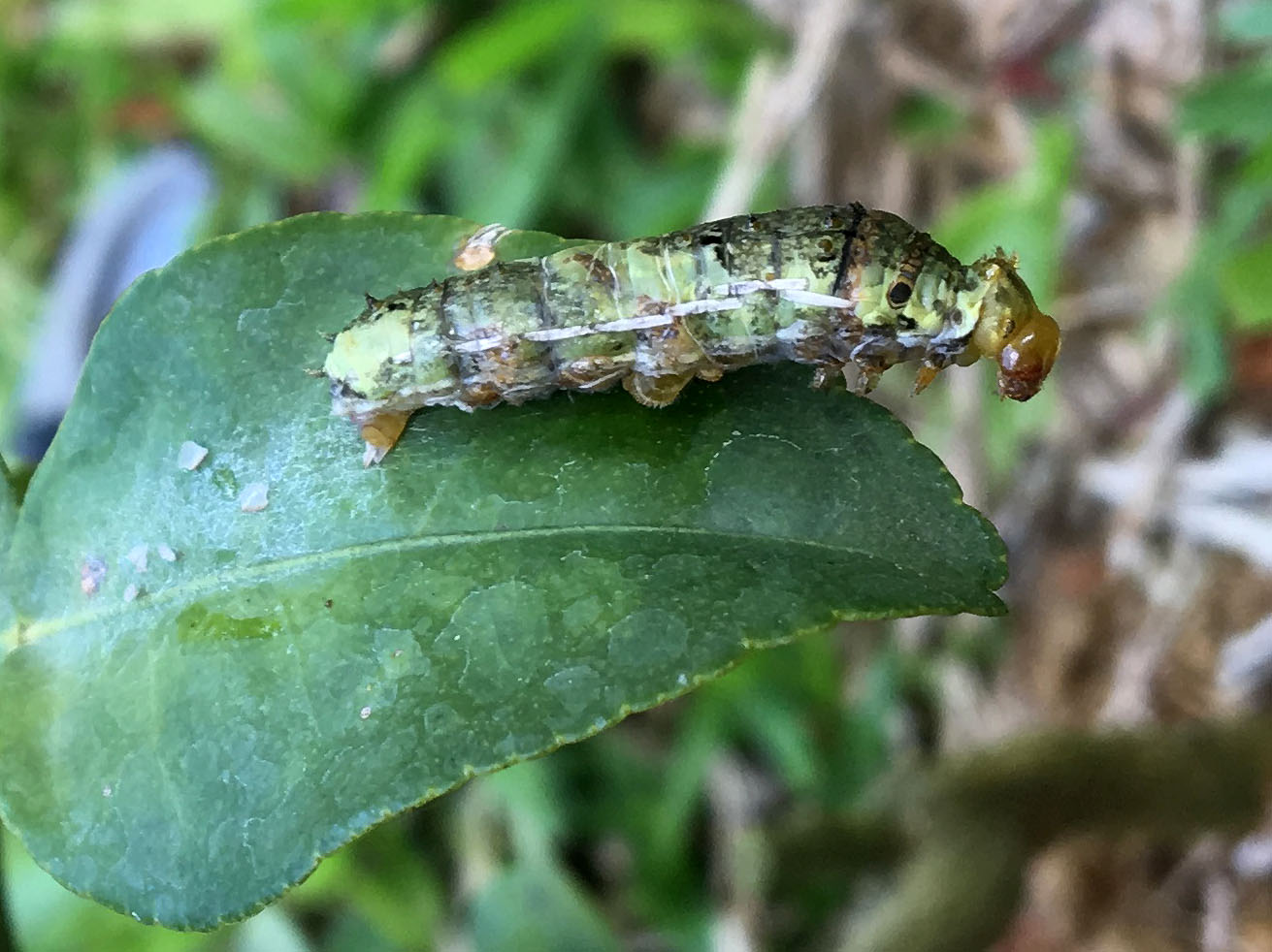 Birds and Nature Photography @ Raub: Ulat Beluncas - Common Mormon ...