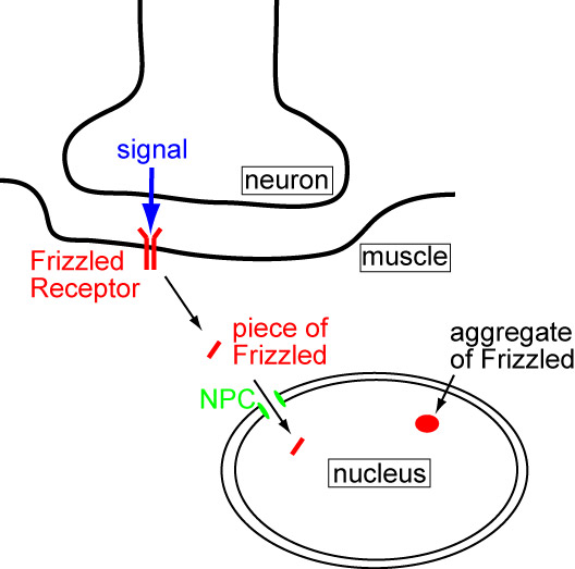 cellways: There's more than one way to get out of a nucleus