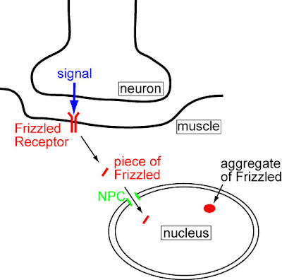 cellways: There's more than one way to get out of a nucleus