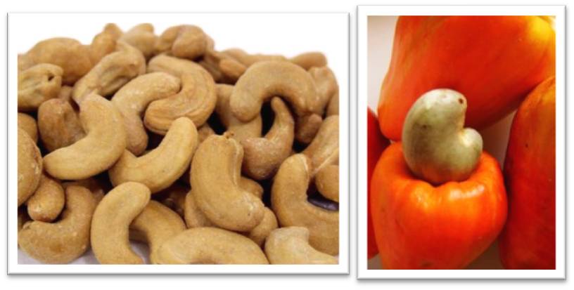 Escritores Latinos: Conozca al Marañón o Cajuil