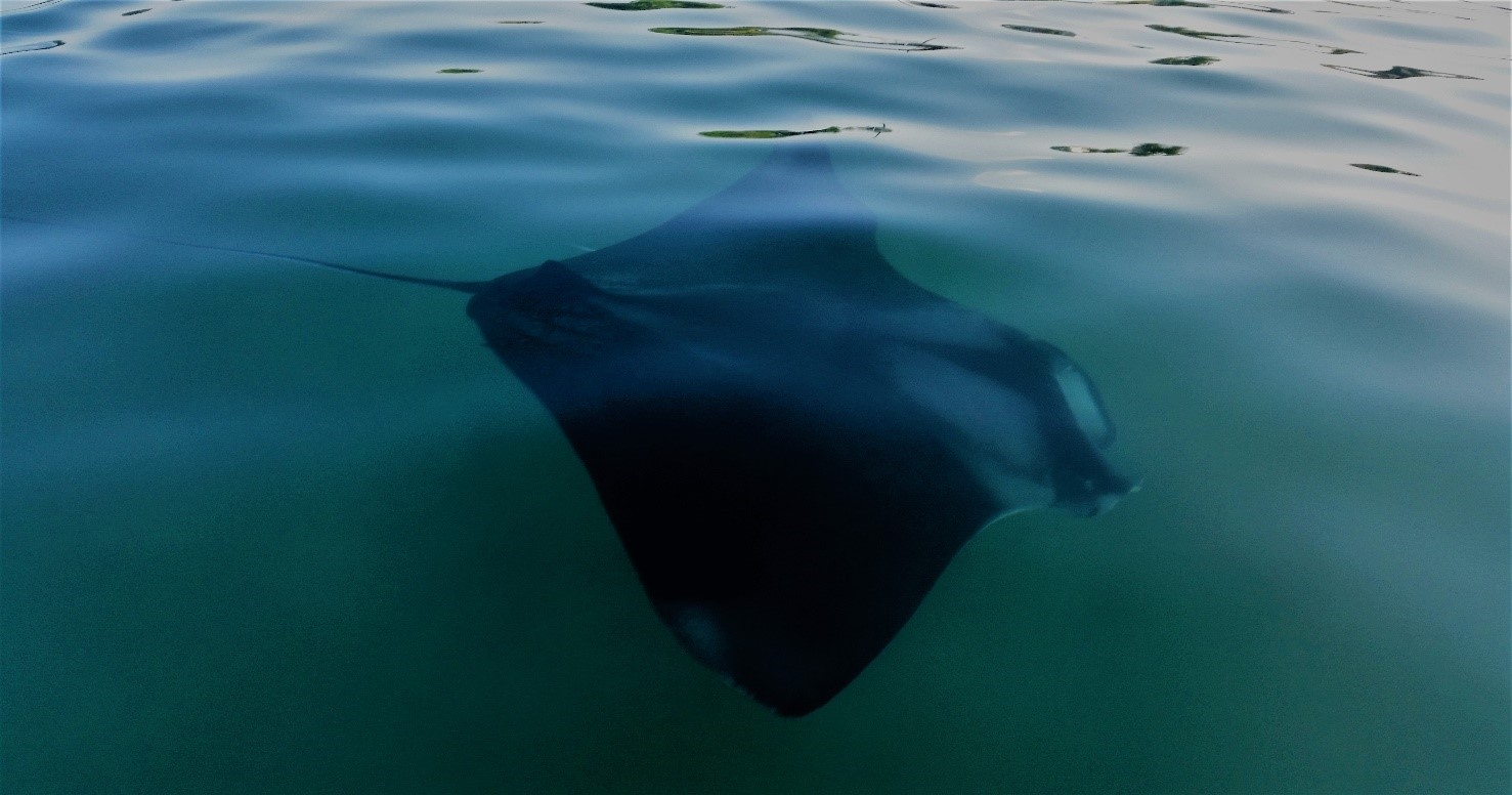 Keeping Giant Manta Rays around Tobago